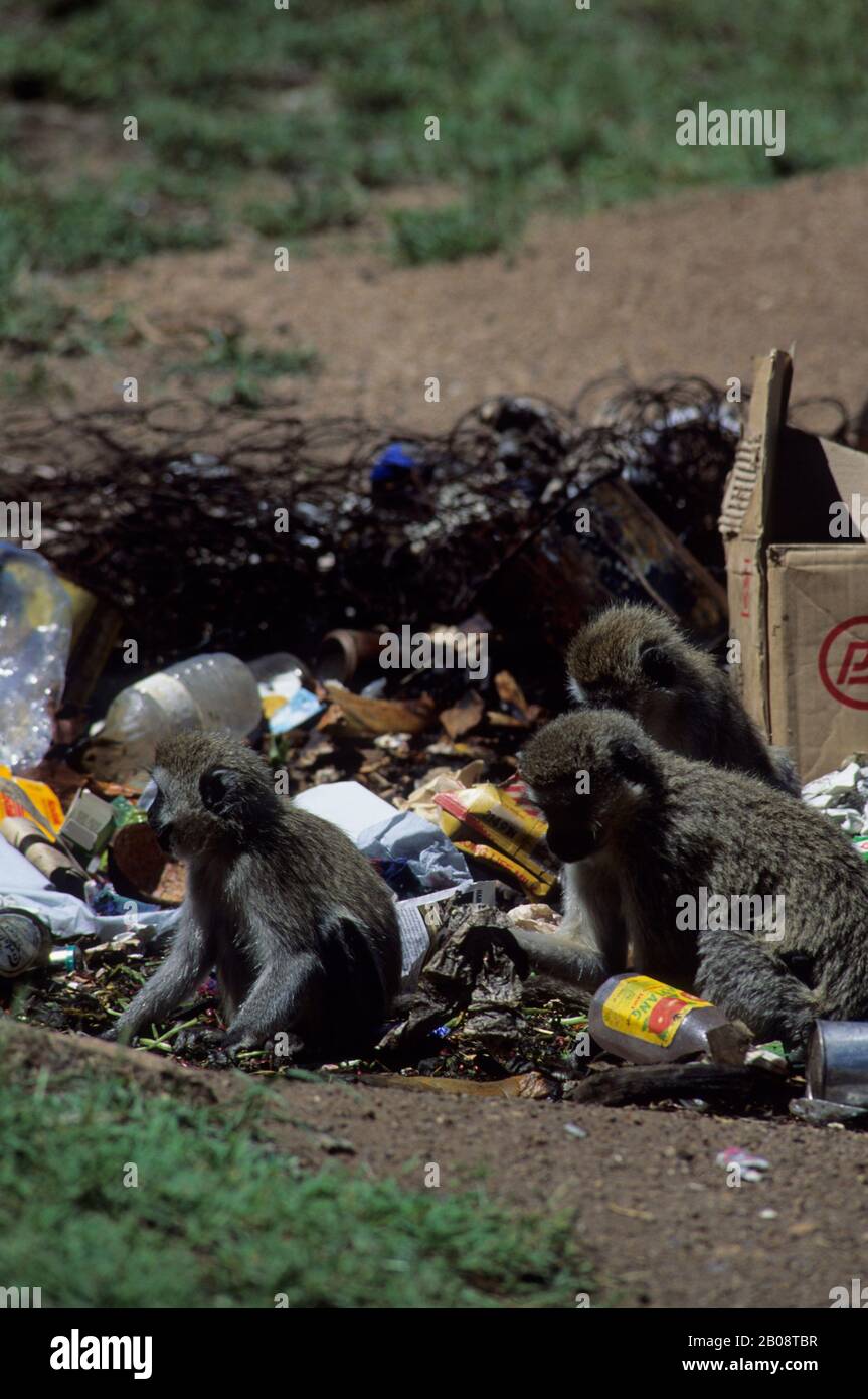 TANZANIA, SERENGETI, SERENGETI LODGE, BLACK-FACED VERVET MONKEYS ...