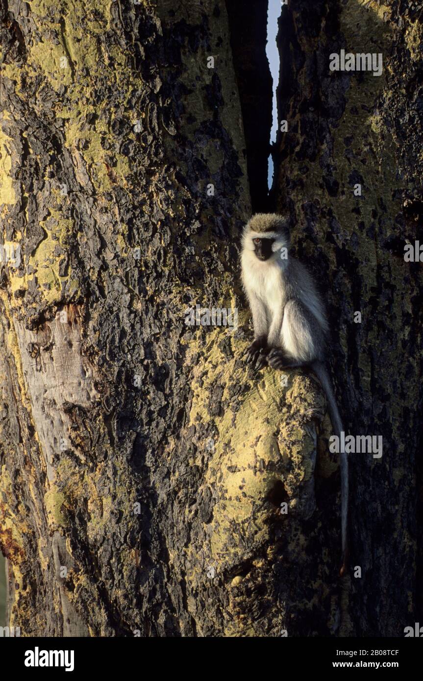Black faced monkey hi-res stock photography and images - Alamy