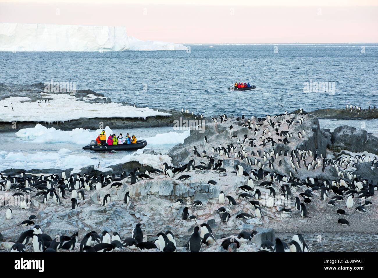 Adélie penguin, Pygoscelis adeliae nesting on Gourdin Island, off the ...