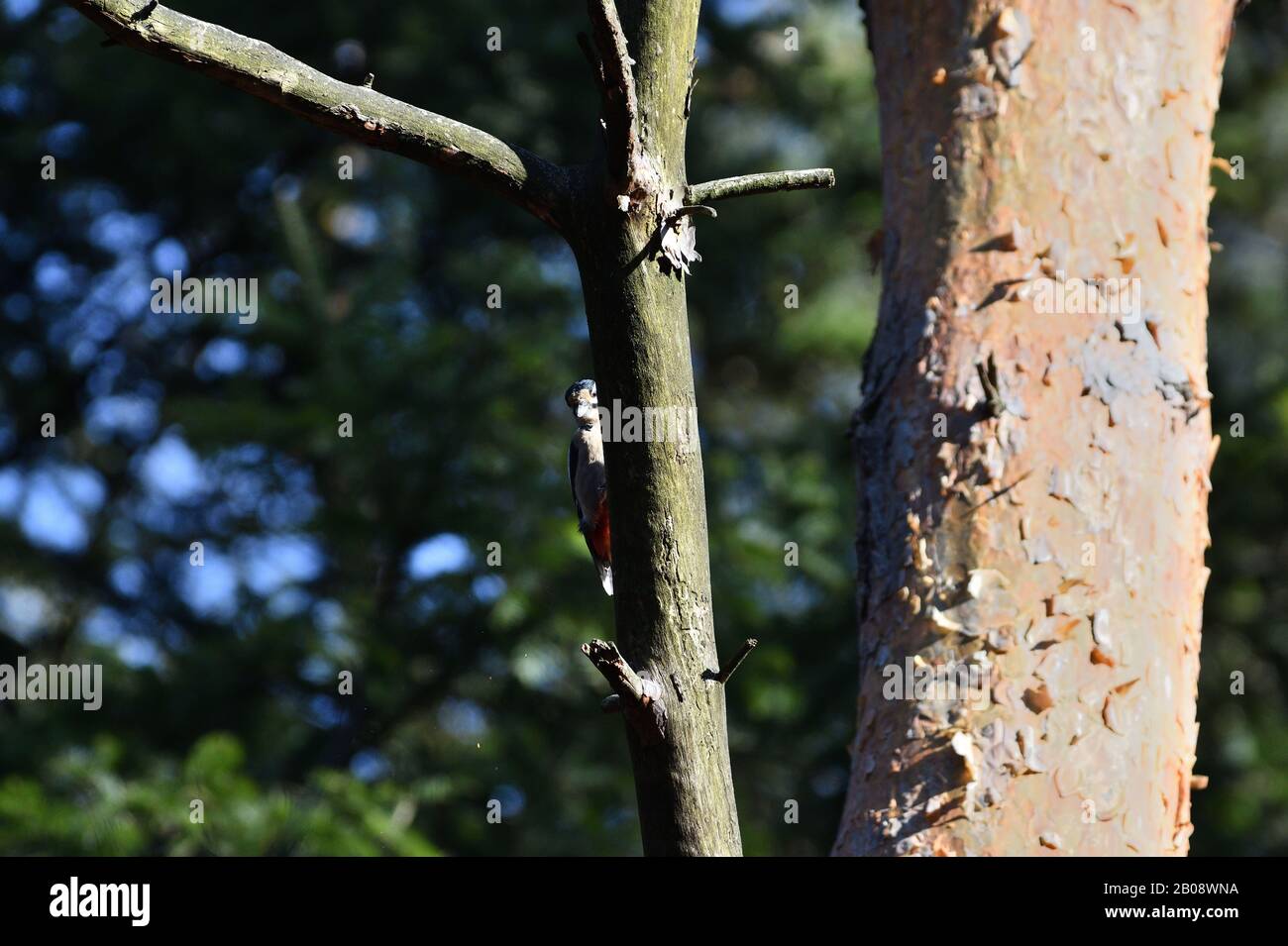 Great spotted woodpecker knocking on the branch tree in cloudy winter ...