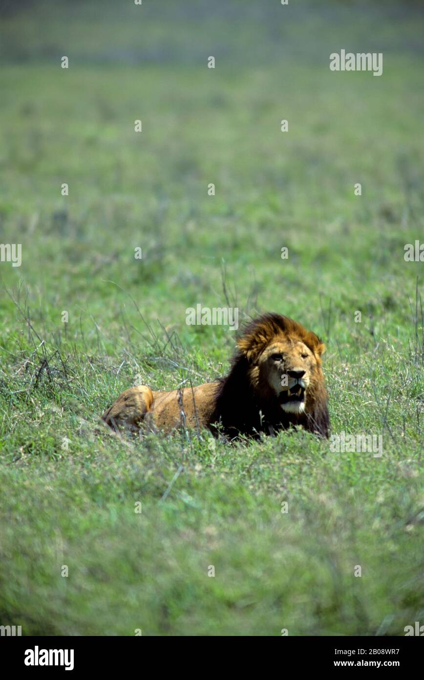 TANZANIA, NGORONGORO CRATER, LION Stock Photo - Alamy