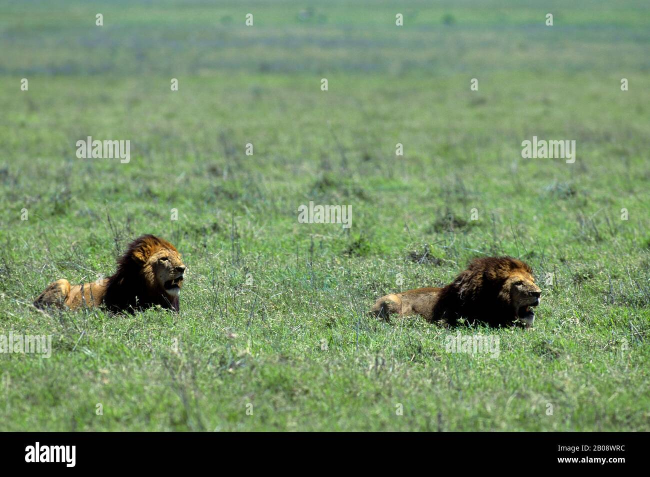 TANZANIA, NGORONGORO CRATER, LIONS Stock Photo - Alamy