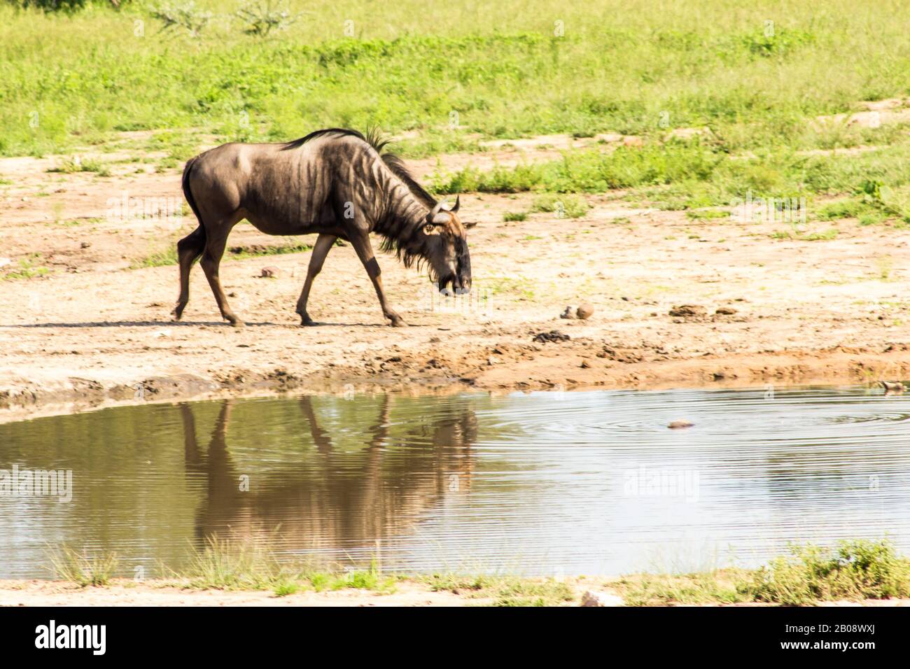 Africa Animals Watering Hole High Resolution Stock Photography and ...