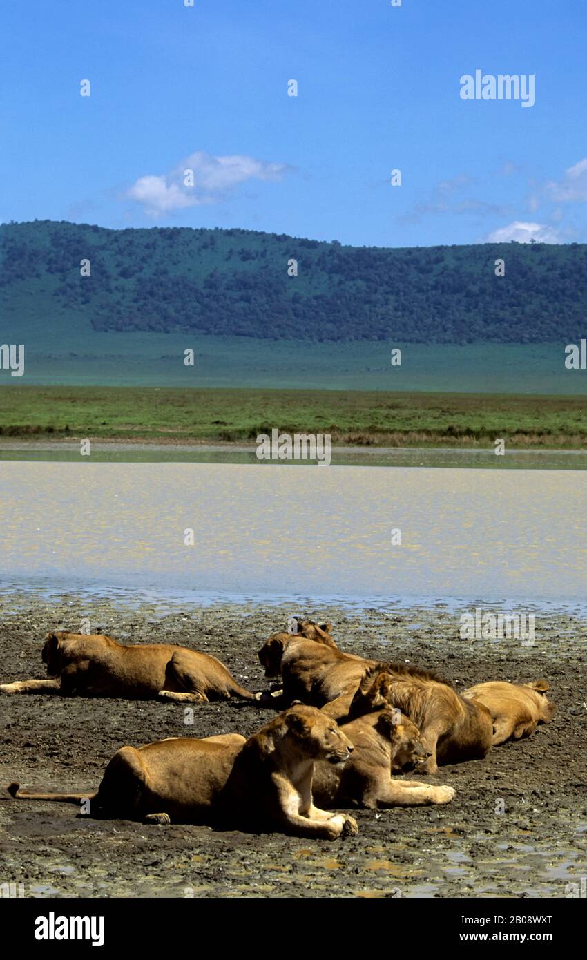 TANZANIA, NGORONGORO CRATER, LION PRIDE RESTING Stock Photo - Alamy