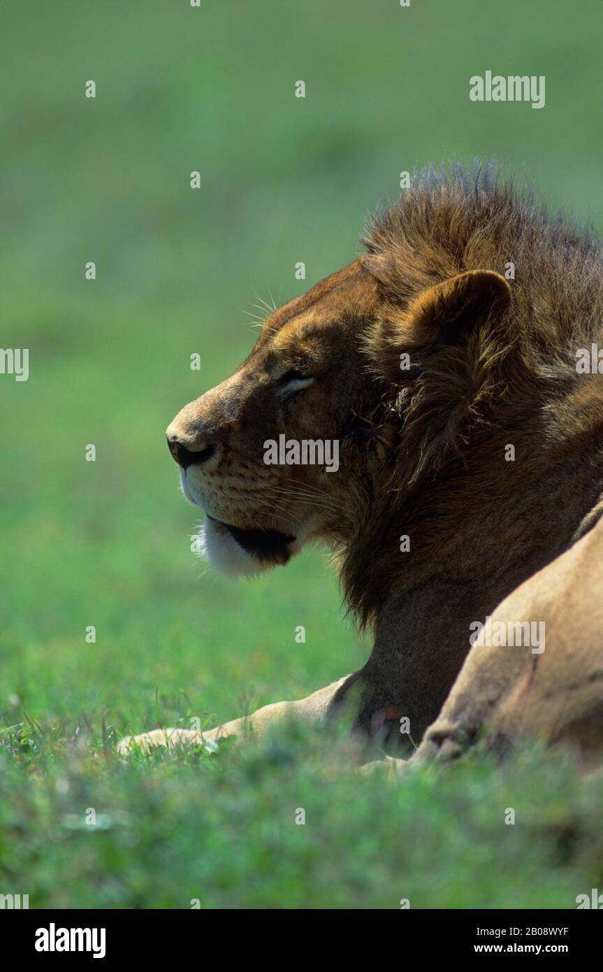 TANZANIA, NGORONGORO CRATER, PORTRAIT OF MALE LION, PROFILE Stock Photo ...