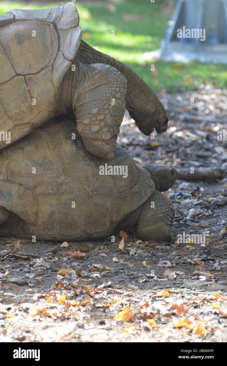 Amazing pair of giant tortoises mating in the wild Stock Photo - Alamy