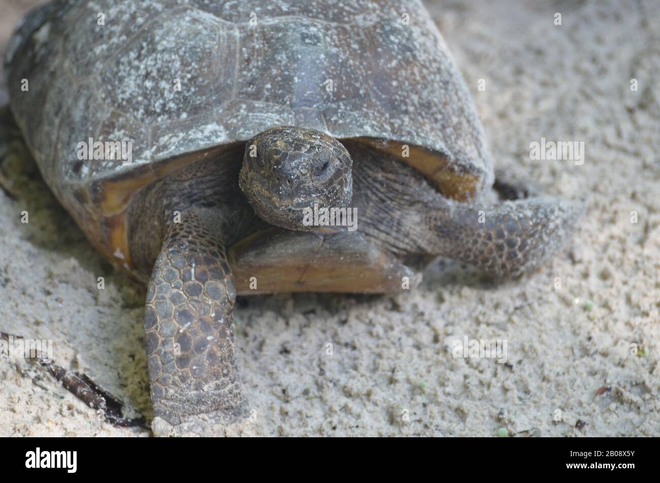 Tortoise on a beach creeping along the sand Stock Photo - Alamy
