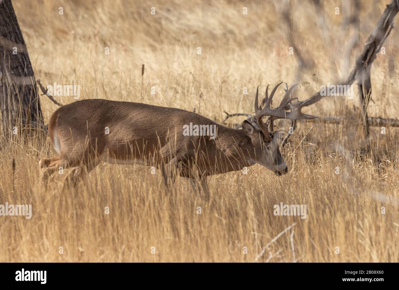 Whitetail Deer Buck in the Fall Rut in Colroado Stock Photo - Alamy