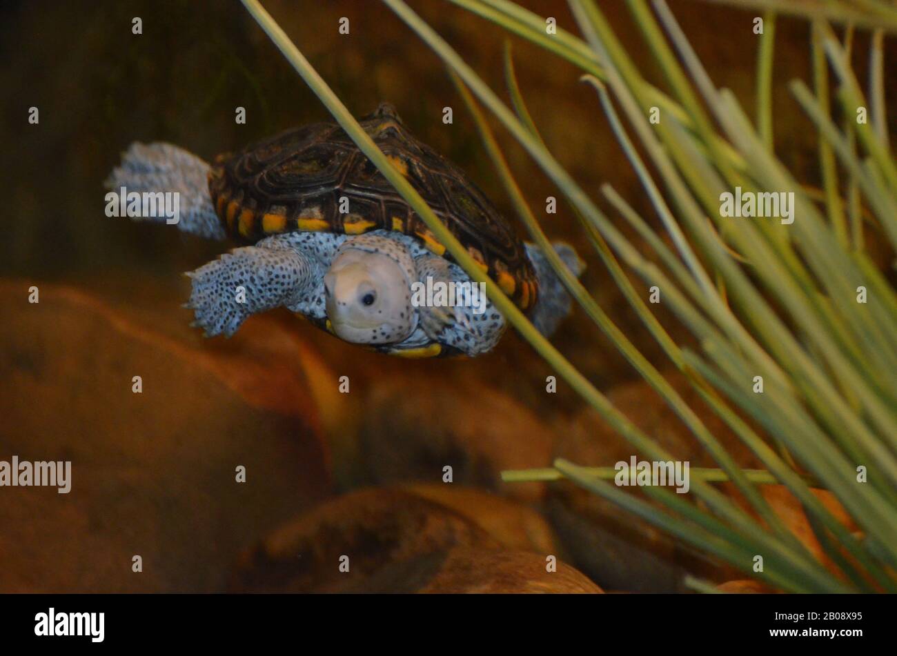 Small turtle swimming along underwater with webbed feet Stock Photo - Alamy