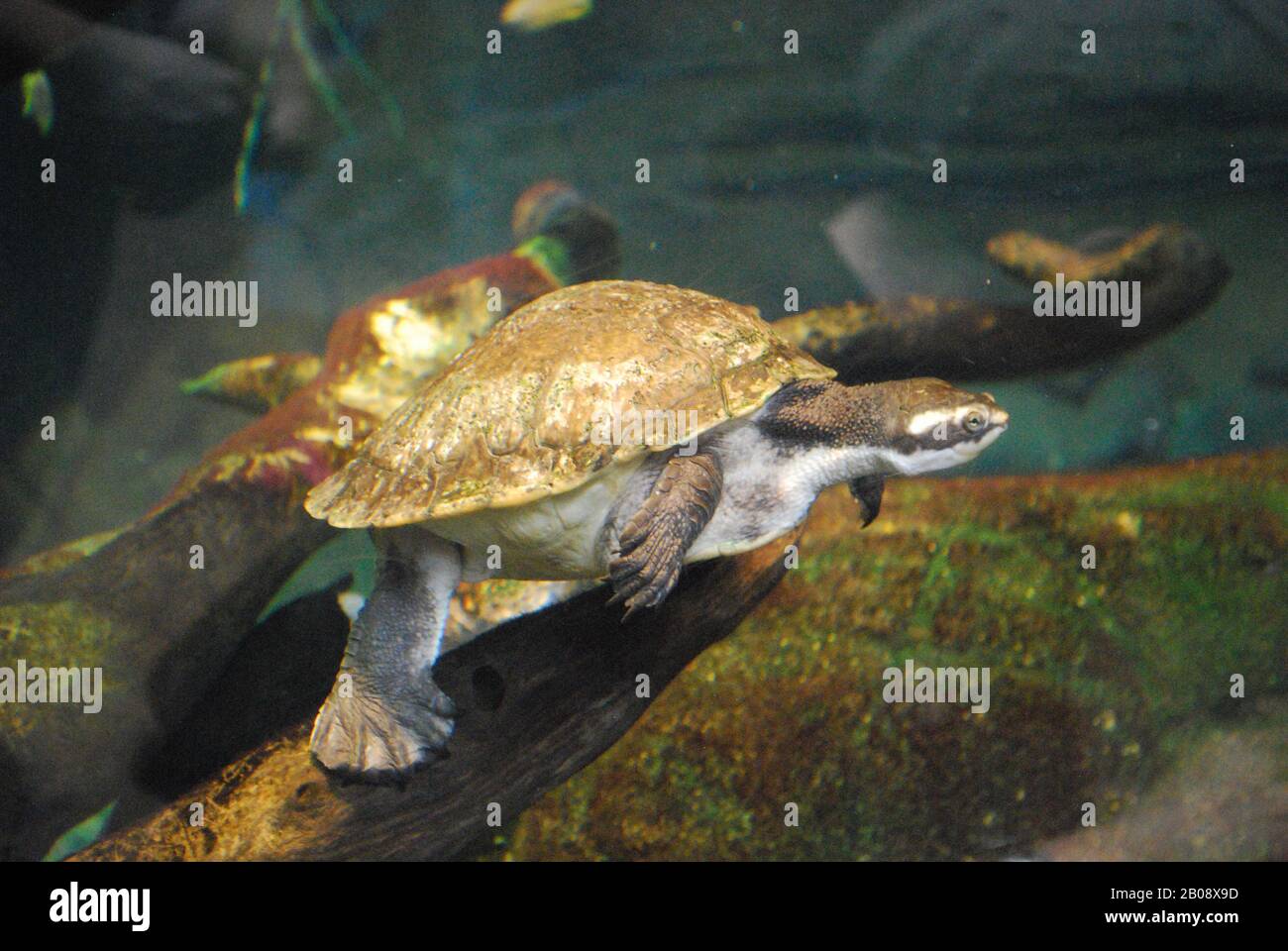 Small turtle with webbed feet swimming along underwater Stock Photo - Alamy