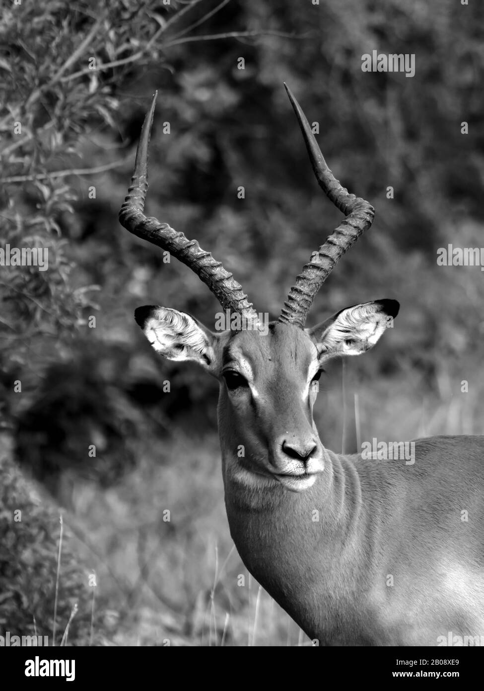 Head of a mature impala ram, in Monochrome, photographed in the Kruger ...