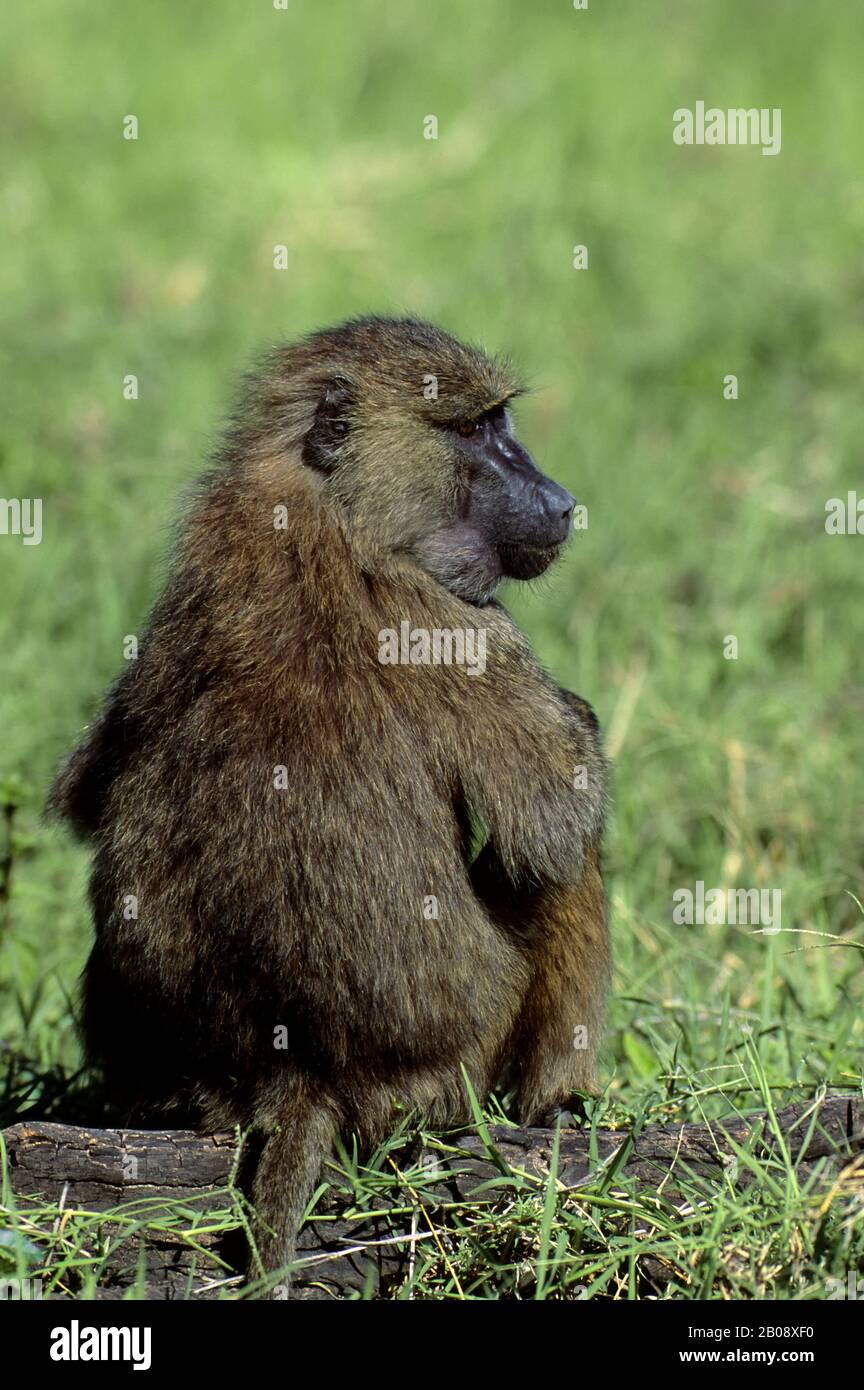 TANZANIA,GREAT RIFT VALLEY LAKE MANYARA, OLIVE BABOON Stock Photo - Alamy