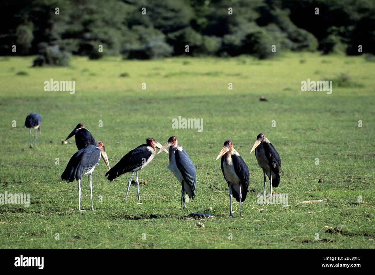 TANZANIA,GREAT RIFT VALLEY LAKE MANYARA, MARABOU STORKS Stock Photo - Alamy