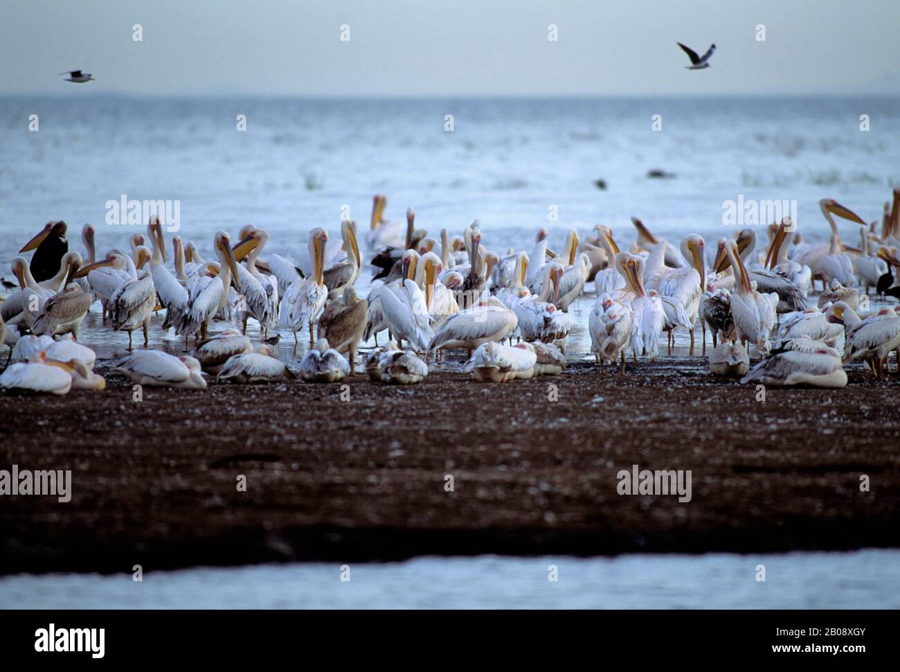 TANZANIA,GREAT RIFT VALLEY LAKE MANYARA, WHITE PELICANS Stock Photo - Alamy