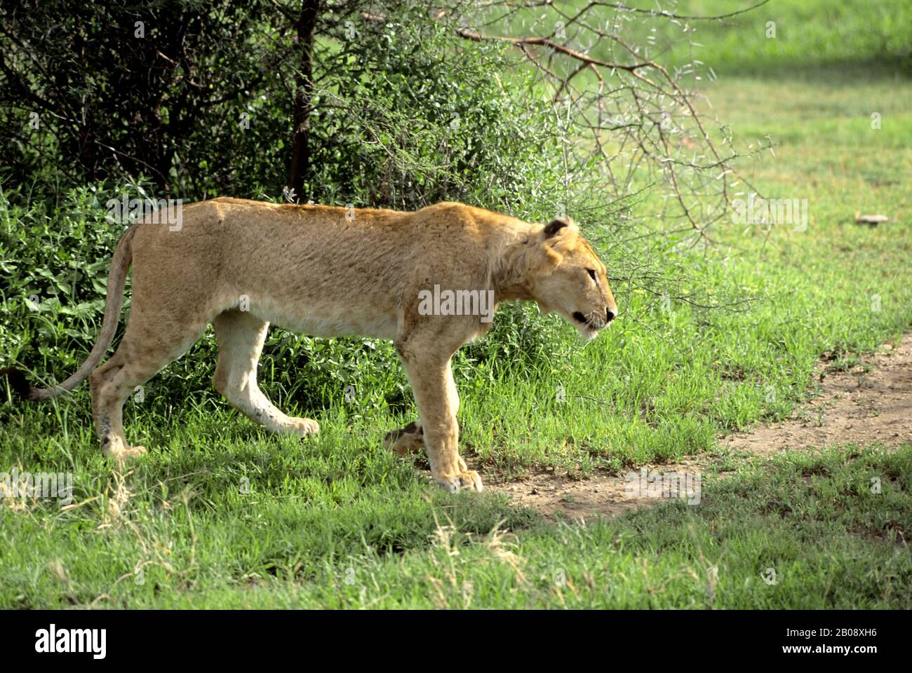 TANZANIA,GREAT RIFT VALLEY LAKE MANYARA, YOUNG MALE LION Stock Photo ...