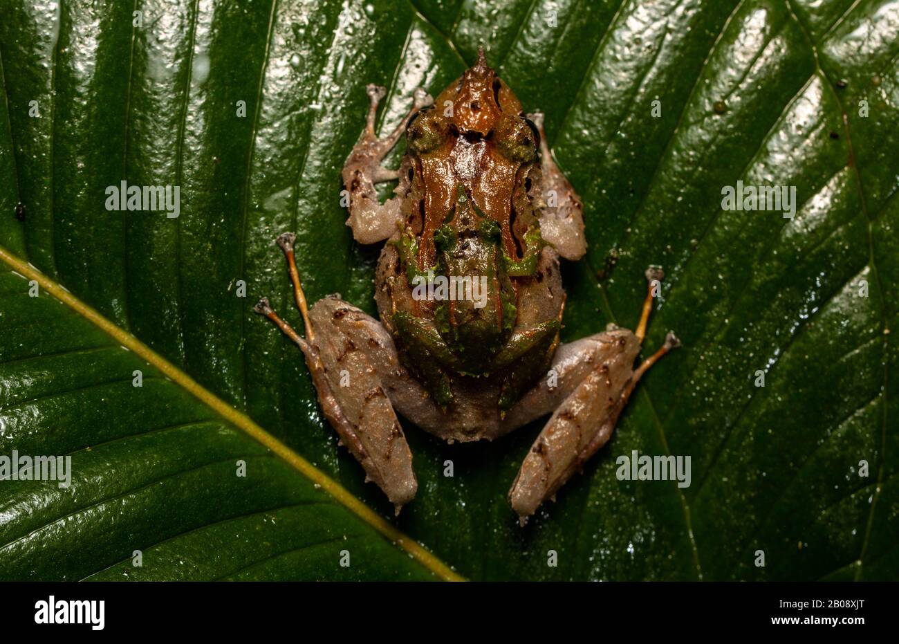 Pinocchio rain frog hi-res stock photography and images - Alamy