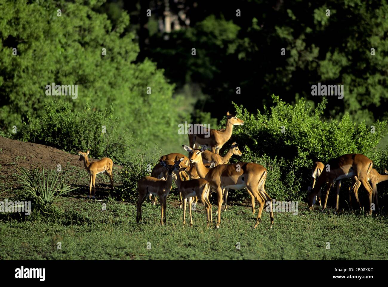 TANZANIA,GREAT RIFT VALLEY LAKE MANYARA, IMPALAS Stock Photo - Alamy
