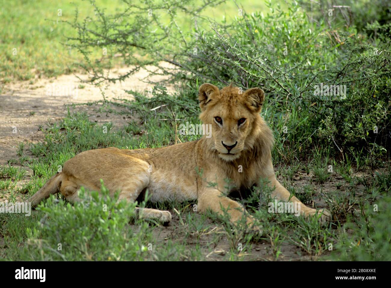Manyara national park and lions hi-res stock photography and images - Alamy