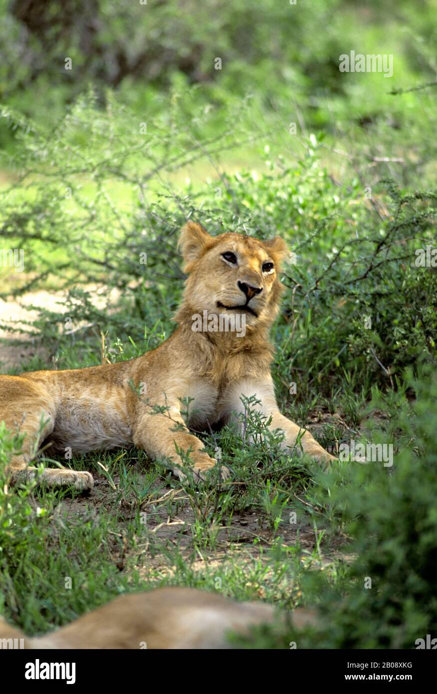 Manyara national park and lions hi-res stock photography and images - Alamy