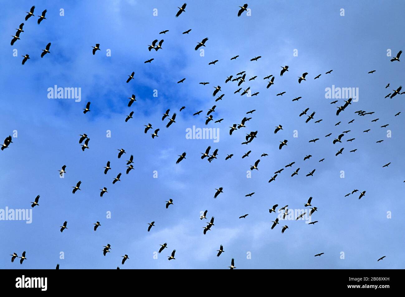 TANZANIA,GREAT RIFT VALLEY LAKE MANYARA, STORKS IN FLIGHT Stock Photo ...