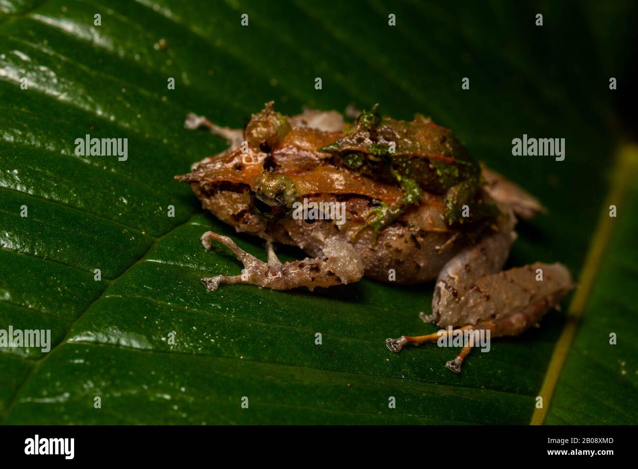 Pinocchio rain frog hi-res stock photography and images - Alamy
