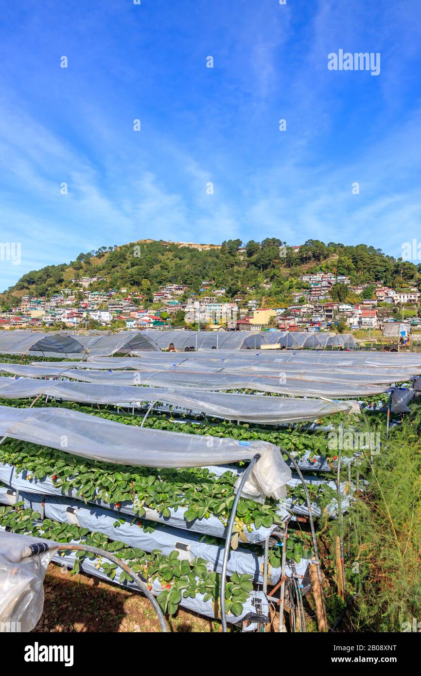 Benguet hi-res stock photography and images - Alamy