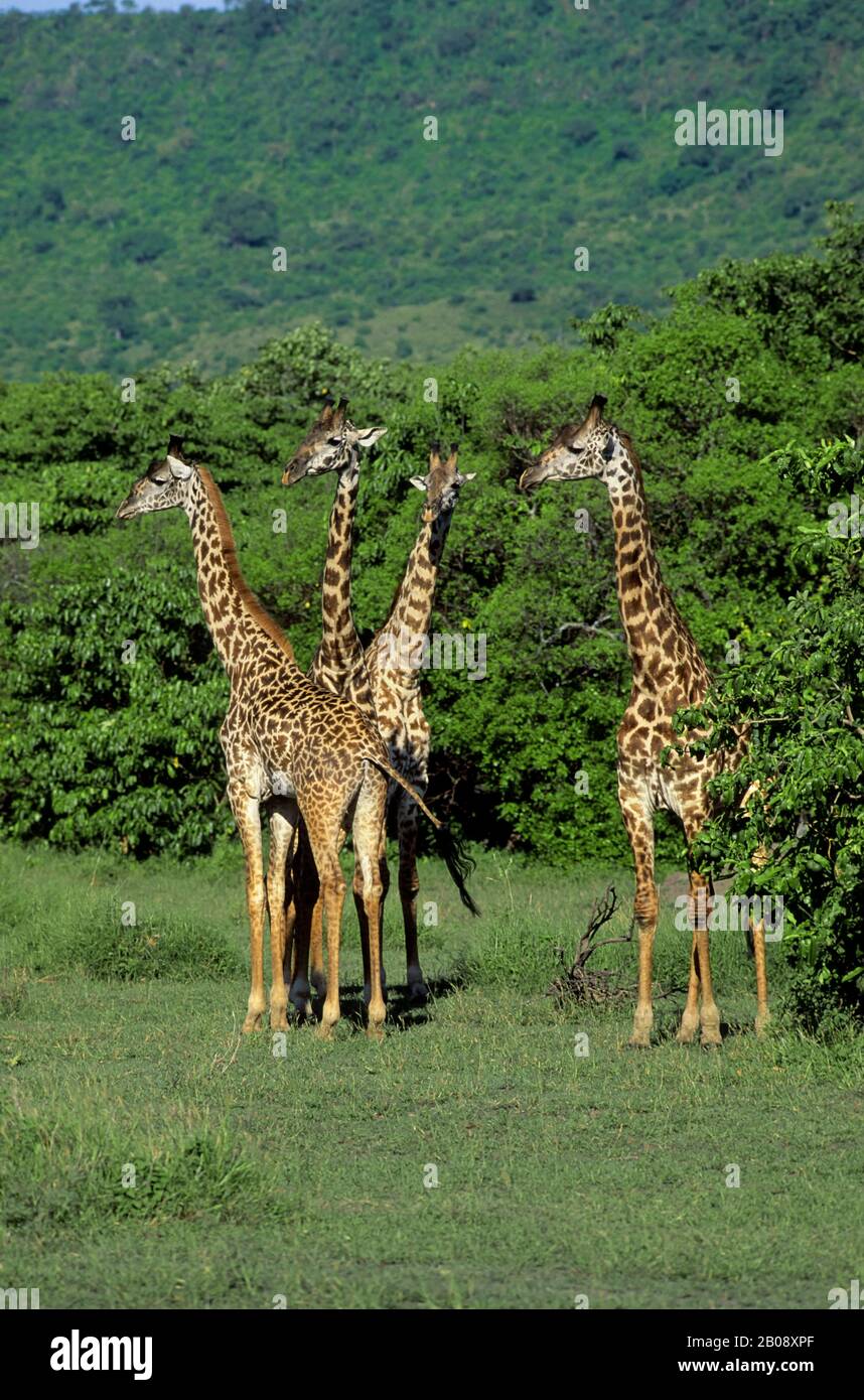 TANZANIA,GREAT RIFT VALLEY LAKE MANYARA, MASAI GIRAFFES Stock Photo - Alamy