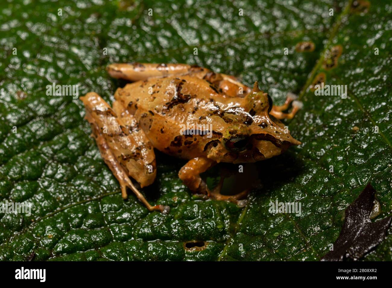 Pinocchio Rainfrog (Pristimantis appendiculatus) from Pichincha ...