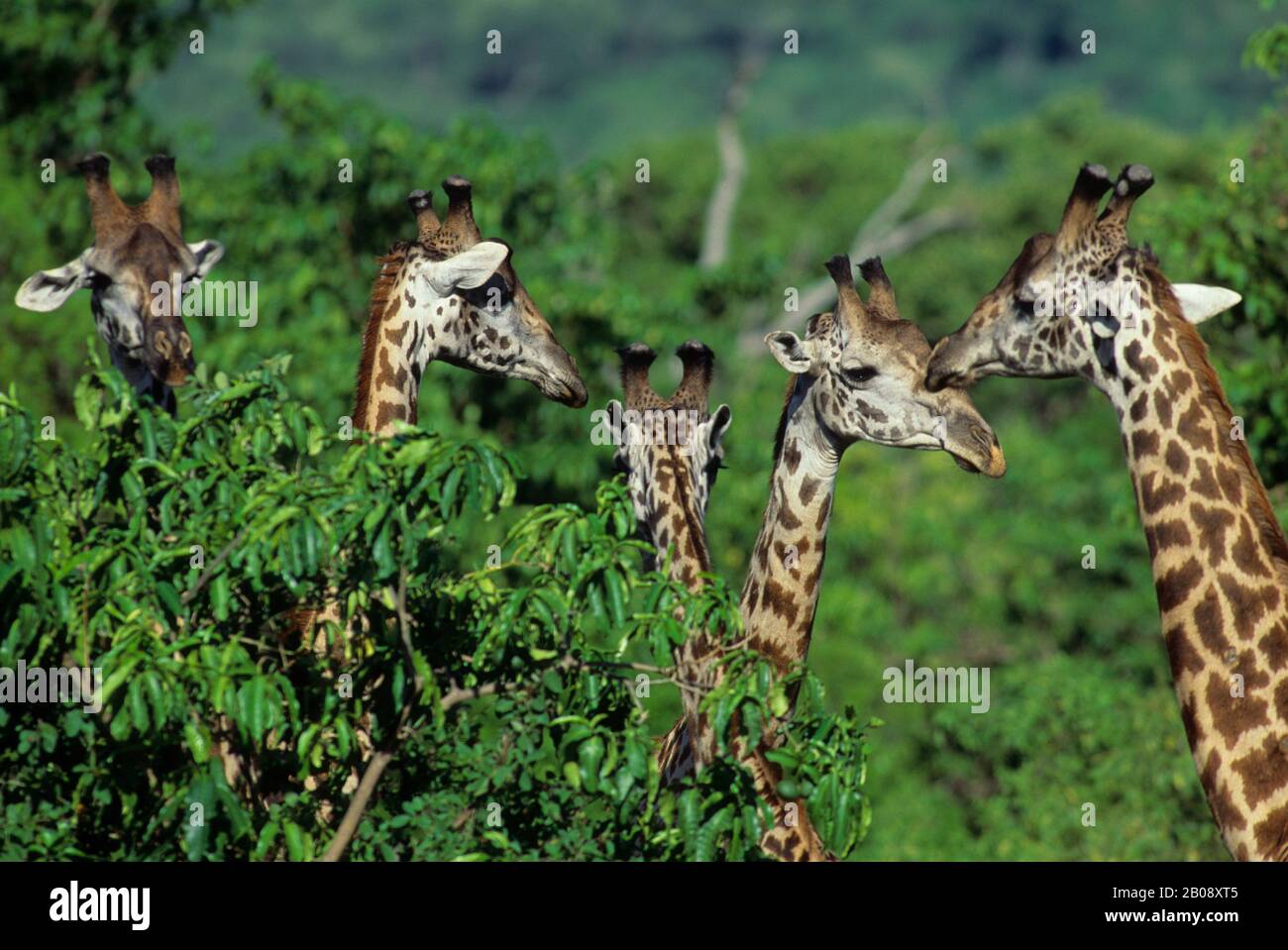 TANZANIA,GREAT RIFT VALLEY, LAKE MANYARA, MASAI GIRAFFES Stock Photo ...
