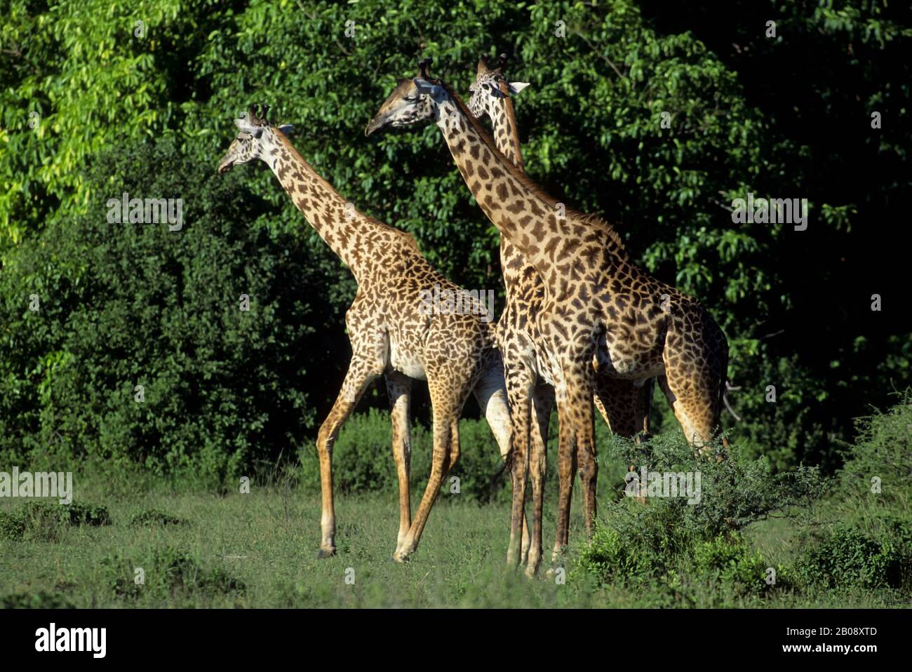 TANZANIA,GREAT RIFT VALLEY LAKE MANYARA, MASAI GIRAFFES Stock Photo - Alamy