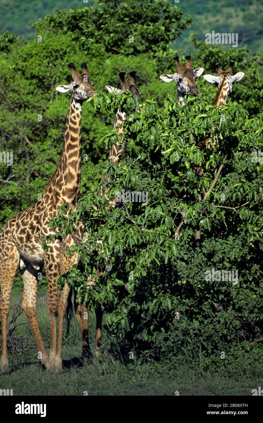 TANZANIA,GREAT RIFT VALLEY LAKE MANYARA, MASAI GIRAFFES Stock Photo - Alamy