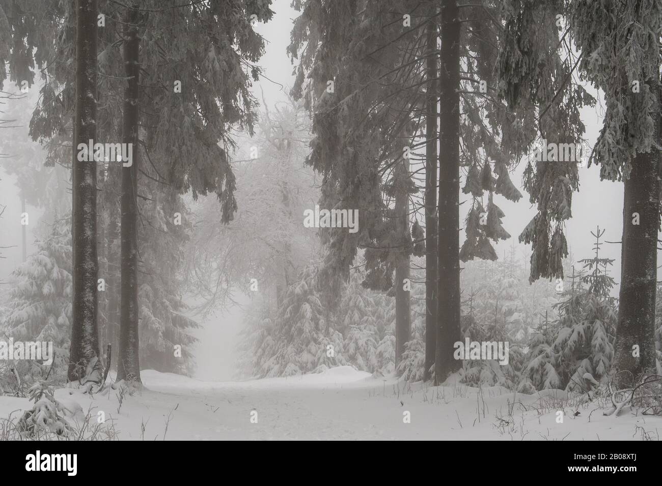 mystic view into a misty winter forest Stock Photo - Alamy
