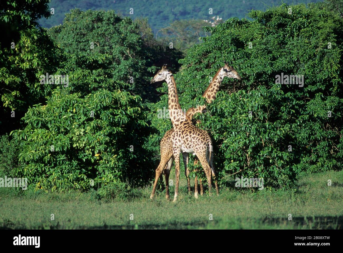 TANZANIA,GREAT RIFT VALLEY, LAKE MANYARA, MASAI GIRAFFES Stock Photo ...