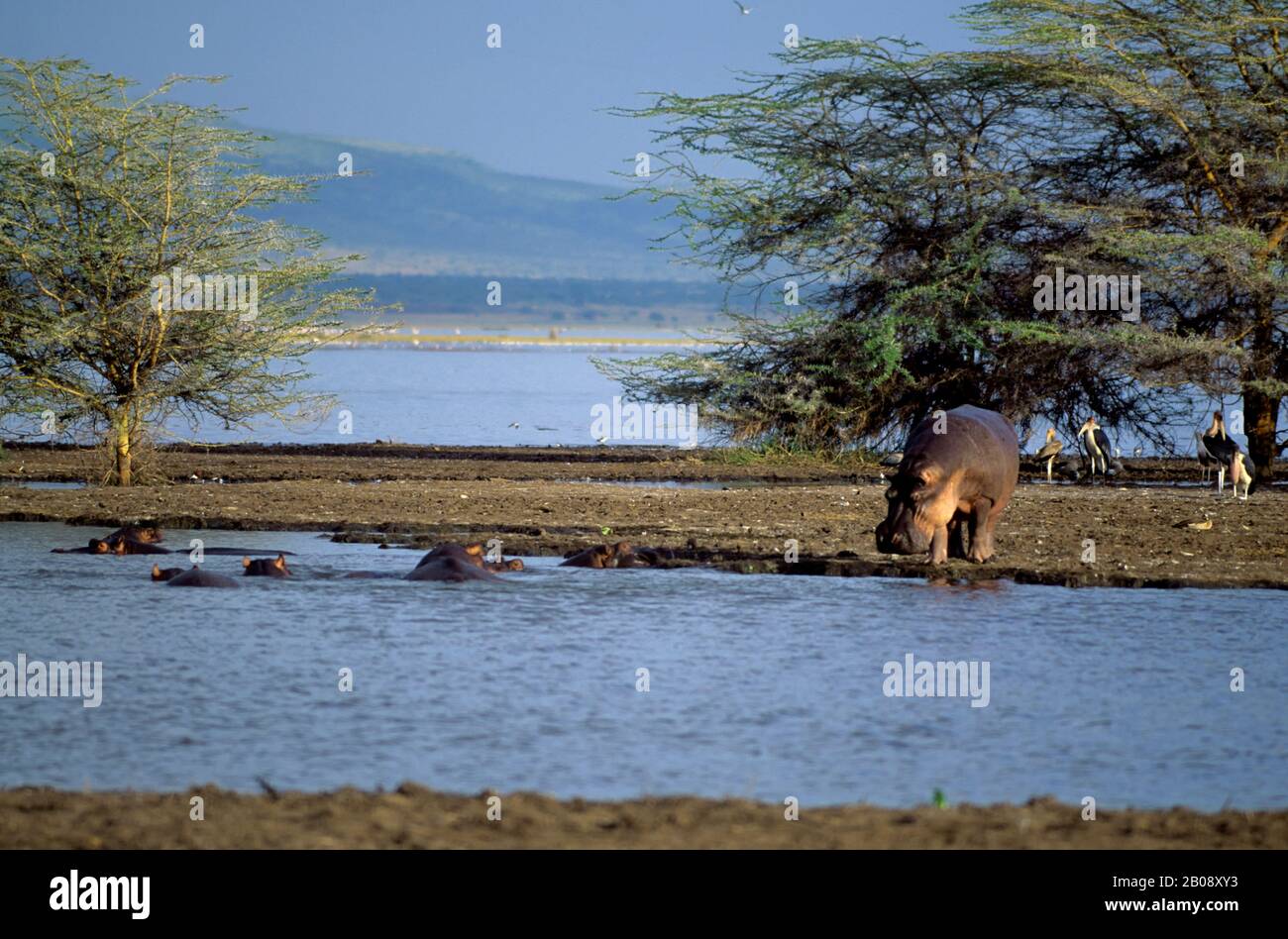 TANZANIA,GREAT RIFT VALLEY LAKE MANYARA, HIPPOPOTAMUSES Stock Photo - Alamy