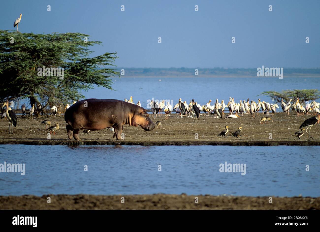 TANZANIA,GREAT RIFT VALLEY LAKE MANYARA, HIPPOPOTAMUS WALKING ALONG ...