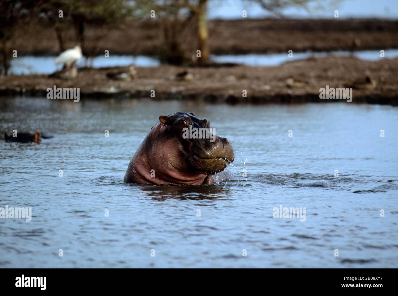 TANZANIA,GREAT RIFT VALLEY LAKE MANYARA, HIPPOPOTAMUS Stock Photo - Alamy