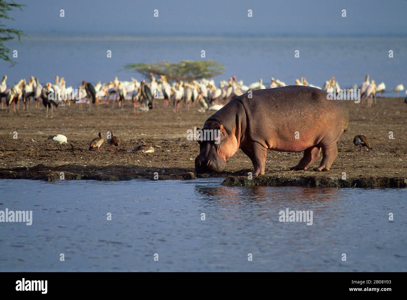 TANZANIA ,GREAT RIFT VALLEY, LAKE MANYARA, HIPPOPOTAMUS WALKING ALONG ...