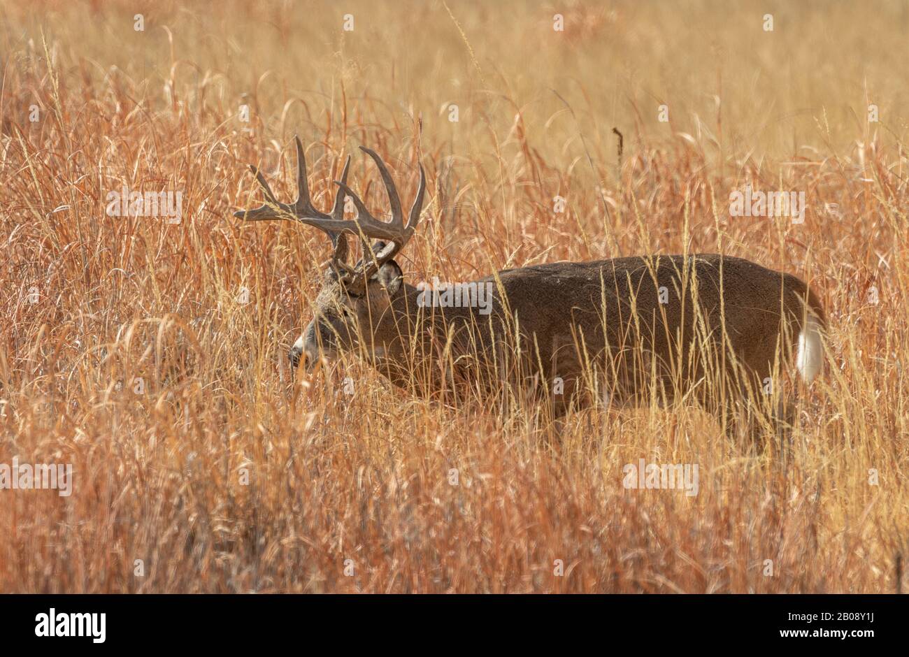 Whitetail Deer Buck in the Fall Rut in Colroado Stock Photo - Alamy