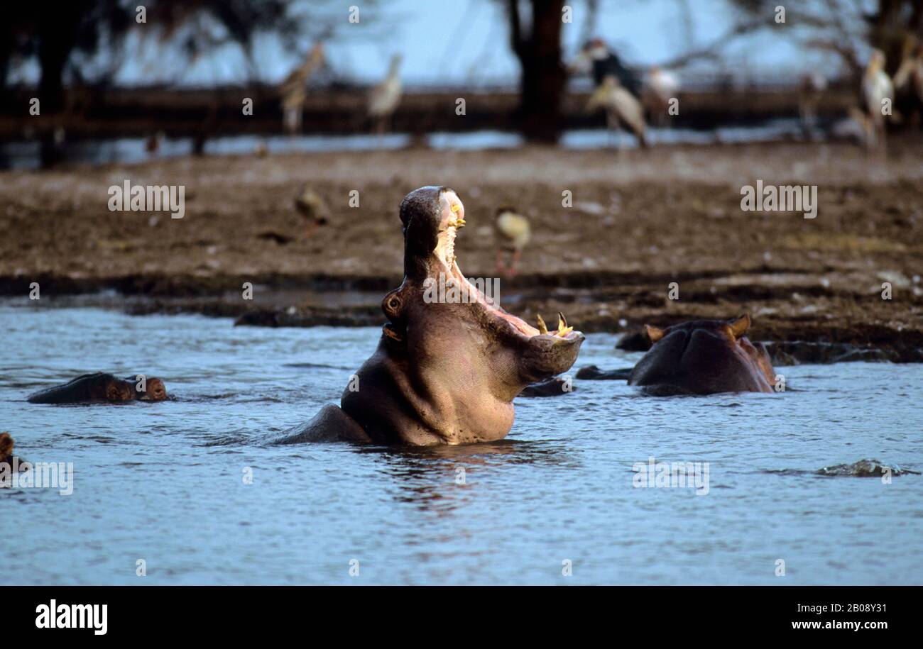 TANZANIA,GREAT RIFT VALLEY LAKE MANYARA, HIPPOPOTAMUS WITH OPEN MOUTH ...
