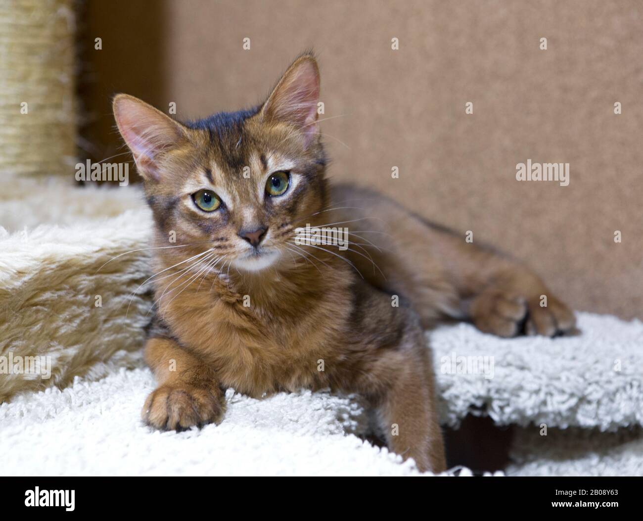 Portrait somali cat hi-res stock photography and images - Alamy