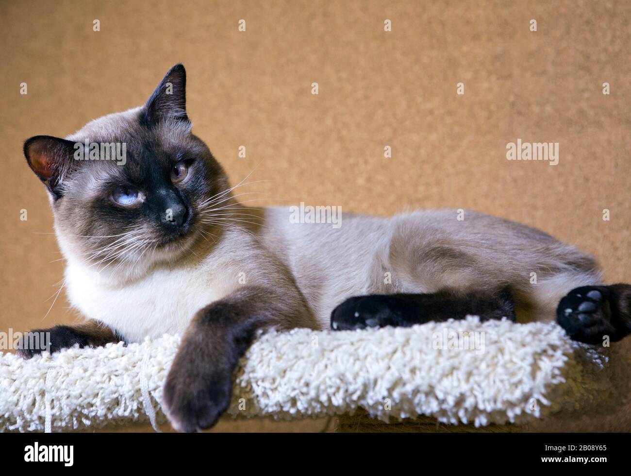 Black oriental siamese cat hi-res stock photography and images - Alamy