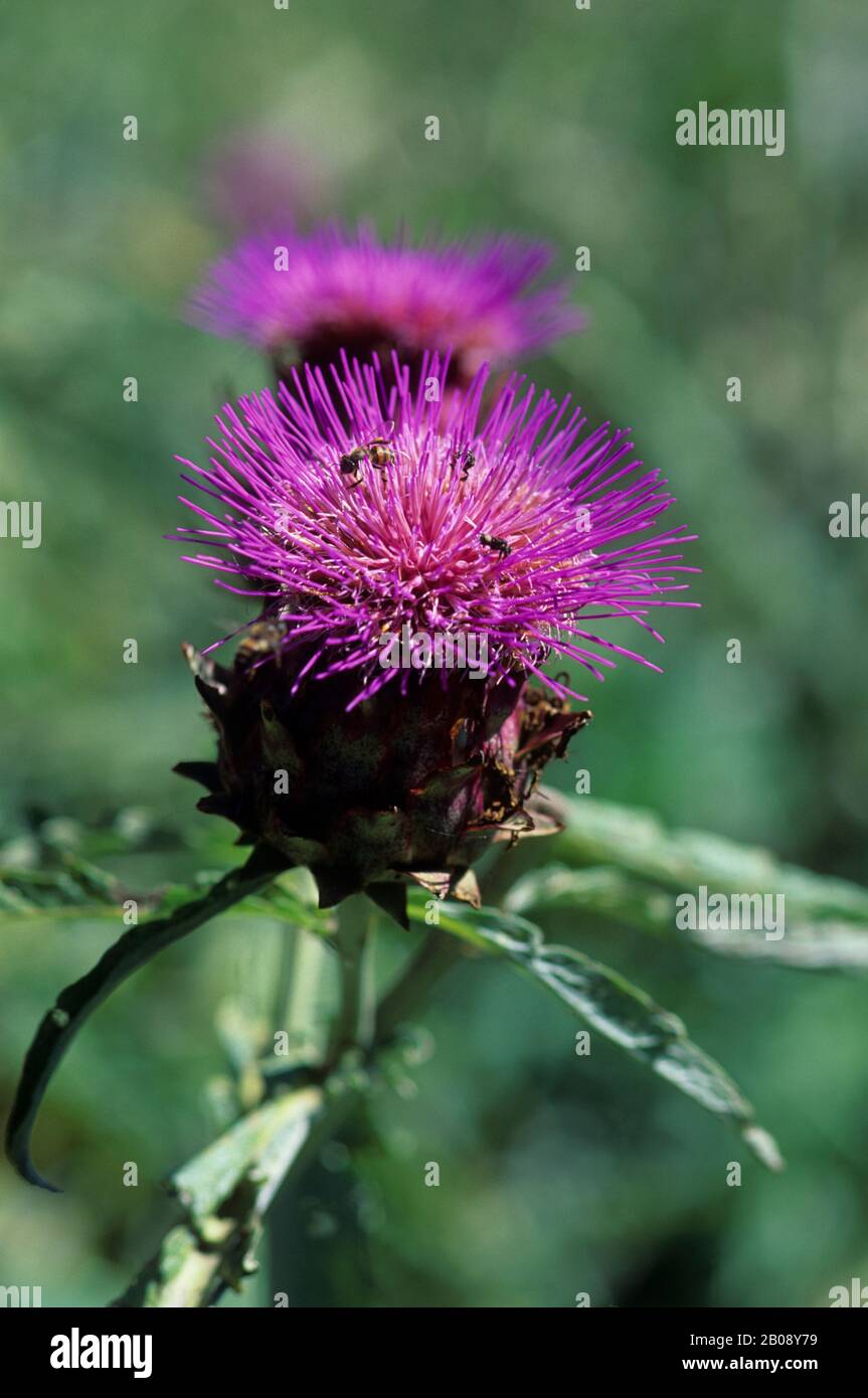 Tanzania flower hi-res stock photography and images - Alamy