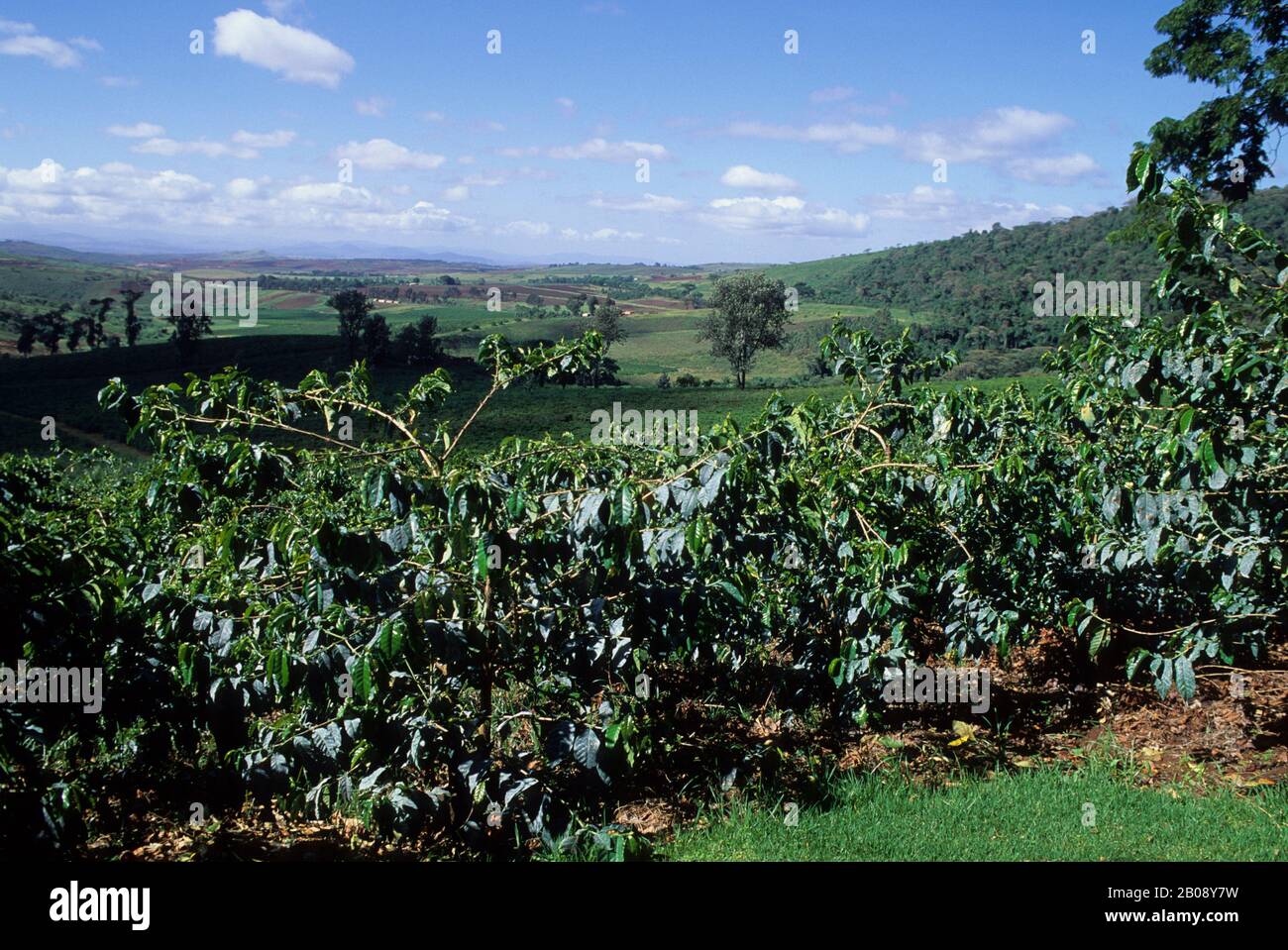TANZANIA, NEAR ARUSHA, COFFEE PLANTATION, COFFEE BUSHES Stock Photo - Alamy