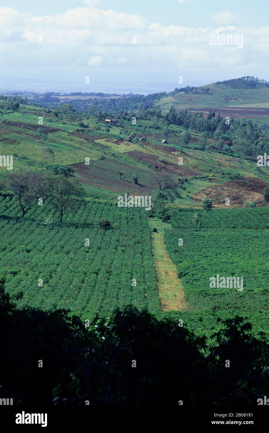 TANZANIA, NEAR ARUSHA, COFFEE PLANTATION Stock Photo - Alamy
