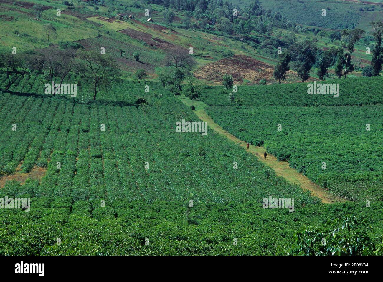 TANZANIA, NEAR ARUSHA, COFFEE PLANTATION Stock Photo - Alamy