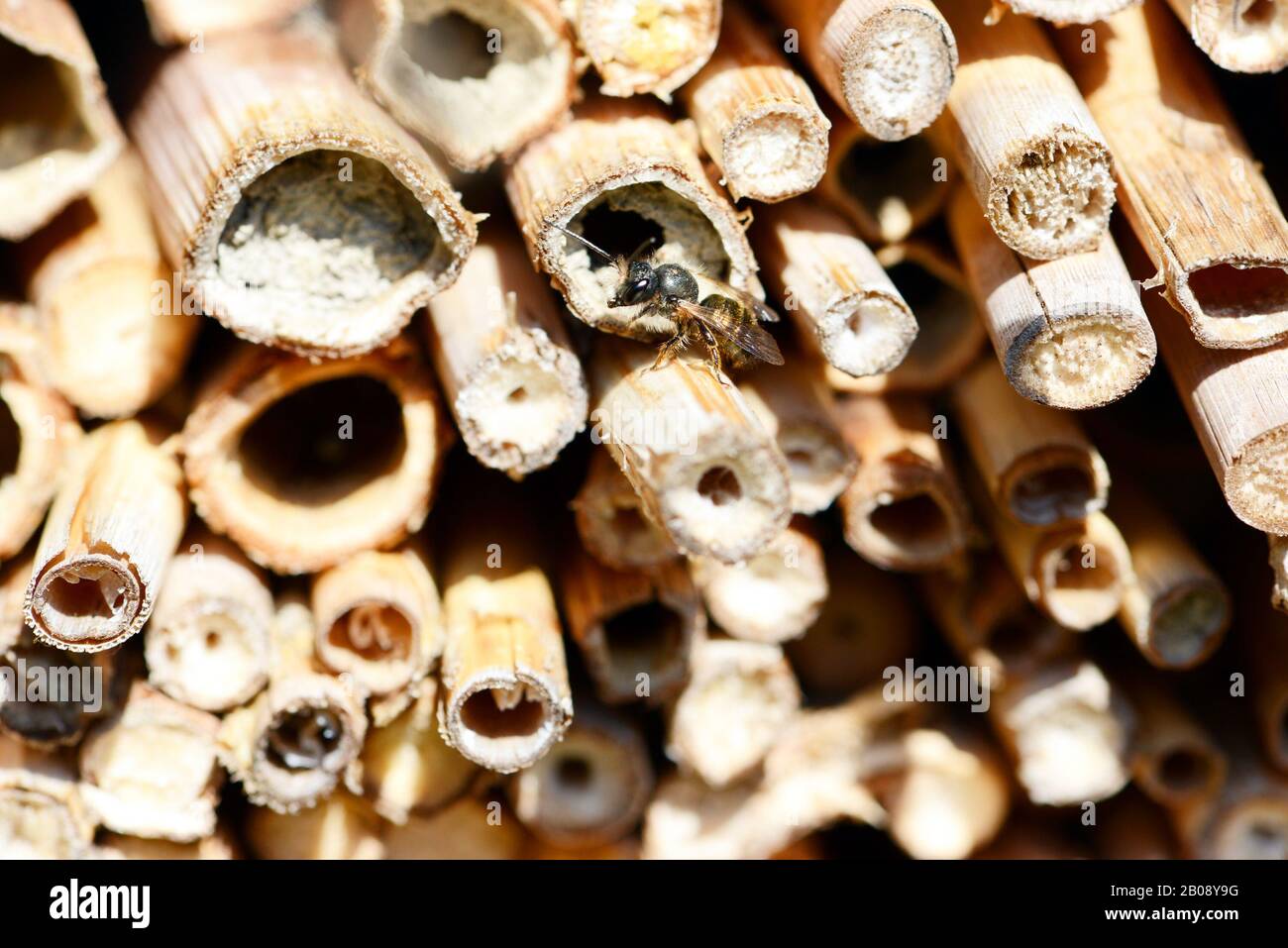 Wild bees sitting on insect hotel made of bamboo sticks. Waiting for ...