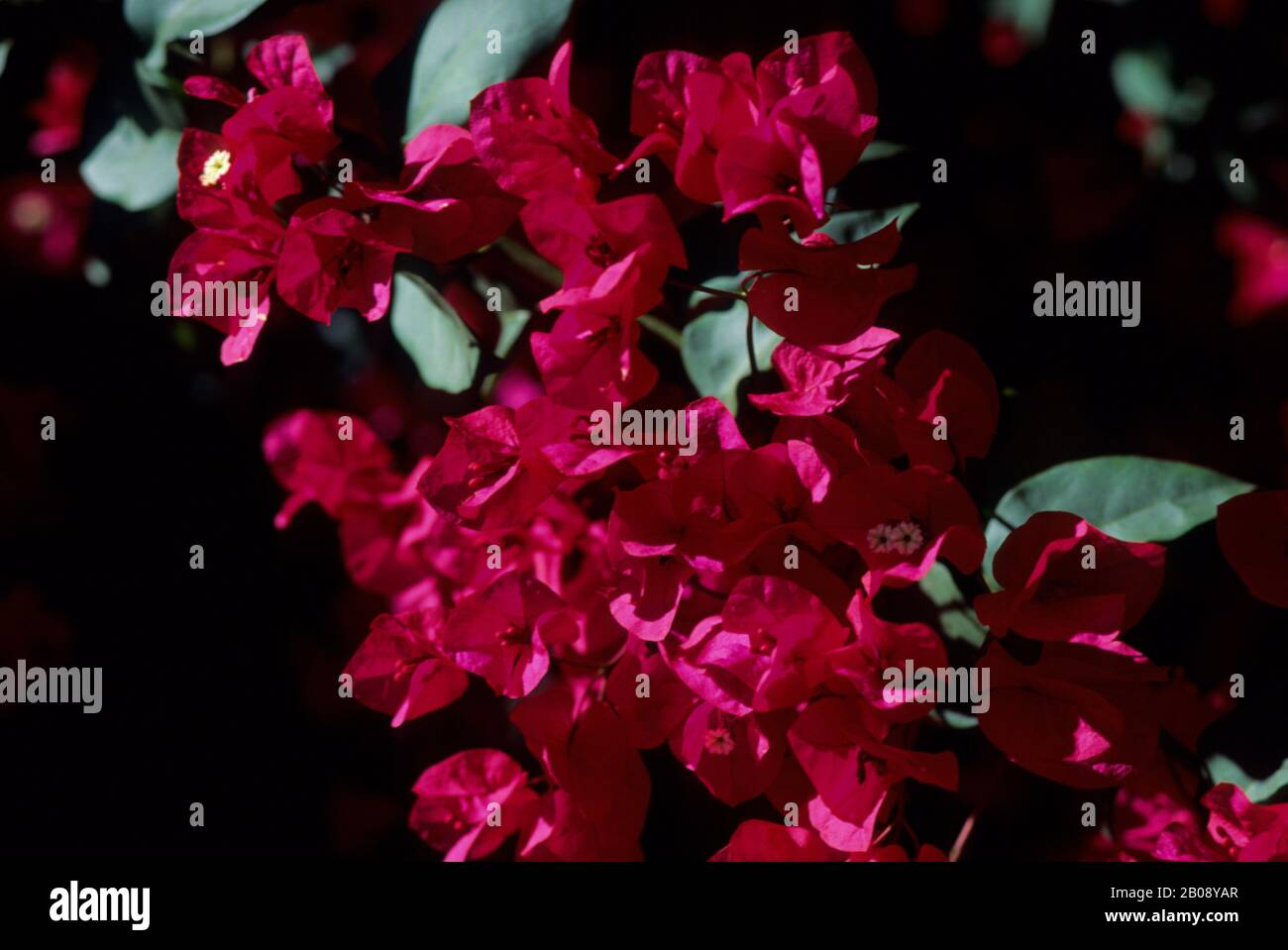 TANZANIA, NEAR ARUSHA, GIBB'S FARM, GARDEN, BOUGAINVILLEA FLOWER Stock ...