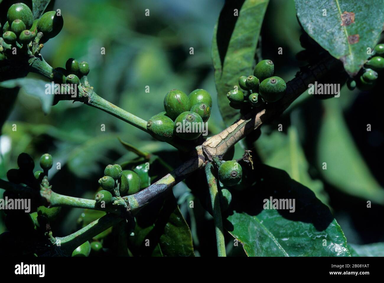 TANZANIA, NEAR ARUSHA, COFFEE PLANTATION, COFFEE BEANS ON PLANT Stock ...