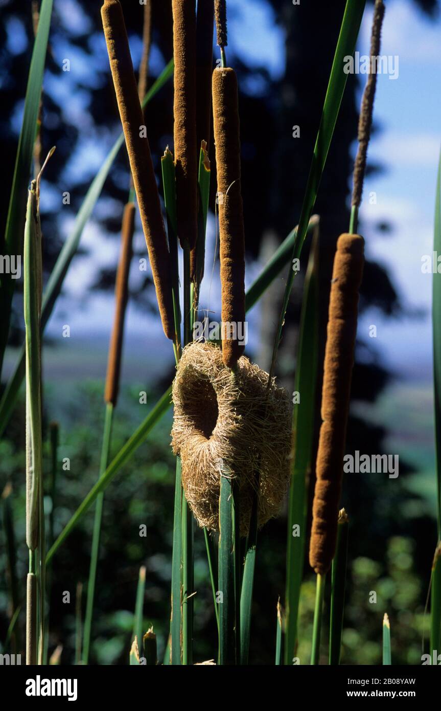 Grosbeak weaver bird hi-res stock photography and images - Alamy