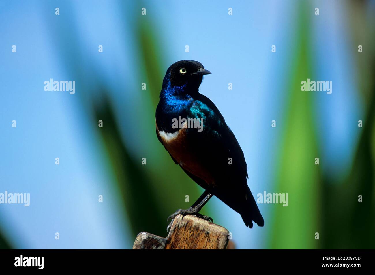 KENYA, AMBOSELI NATIONAL PARK, SUPERB STARLING Stock Photo - Alamy